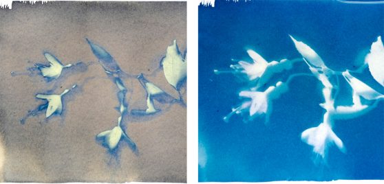 How To Make Cyanotypes - Parallax Photographic Coop