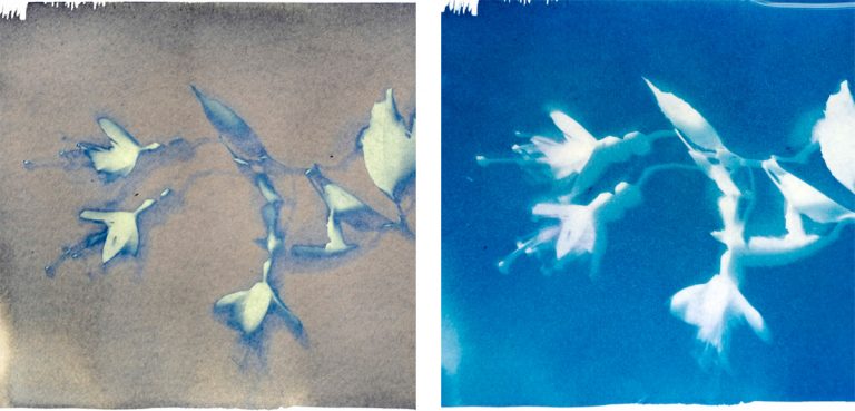 How To Make Cyanotypes - Parallax Photographic Coop