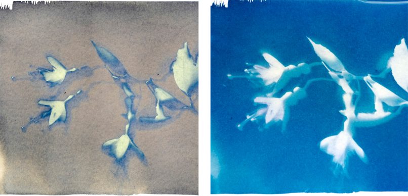 How To Make Cyanotypes - Parallax Photographic Coop