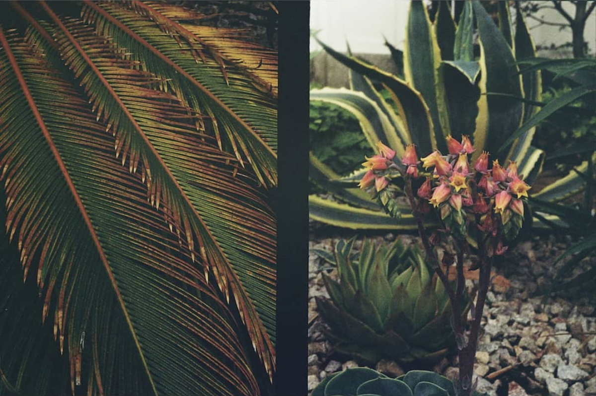 This Is How You Shoot Kodak Colorplus 200 - Parallax Photographic Coop