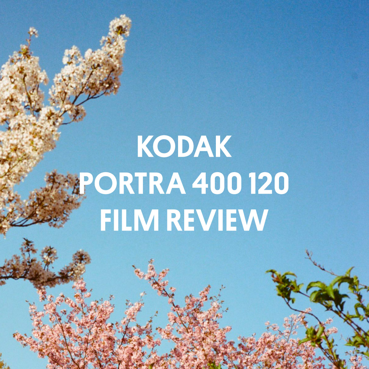 Kodak Portra 160 Film Review - Parallax Photographic Coop