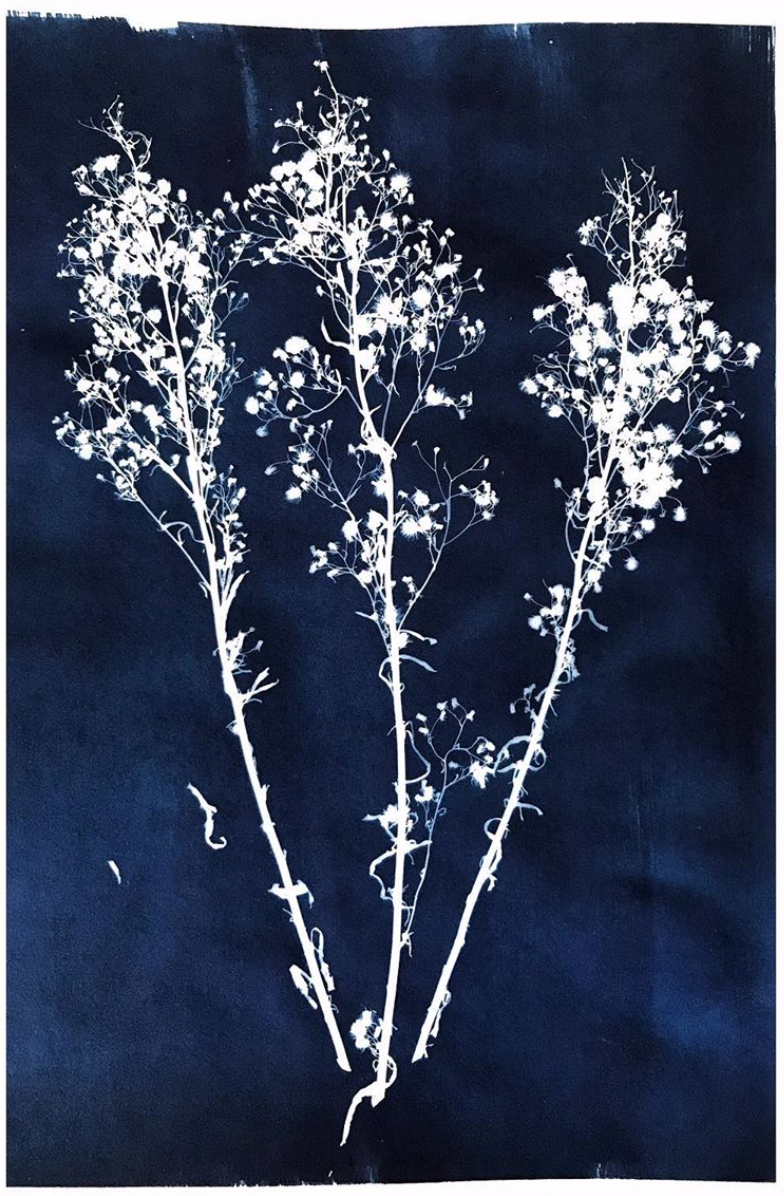 This Is How You Make Cyanotypes - Parallax Photographic Coop
