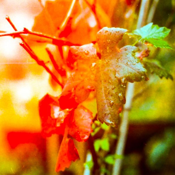 Kono Original Sunstroke 35mm Film 36 Exposures - Parallax