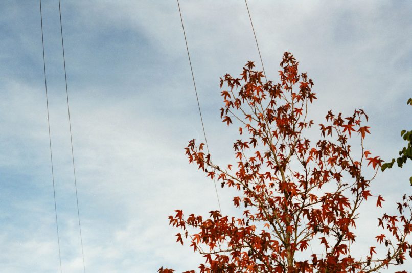 CineStill 400Dynamic Film Review - Parallax Photographic Coop