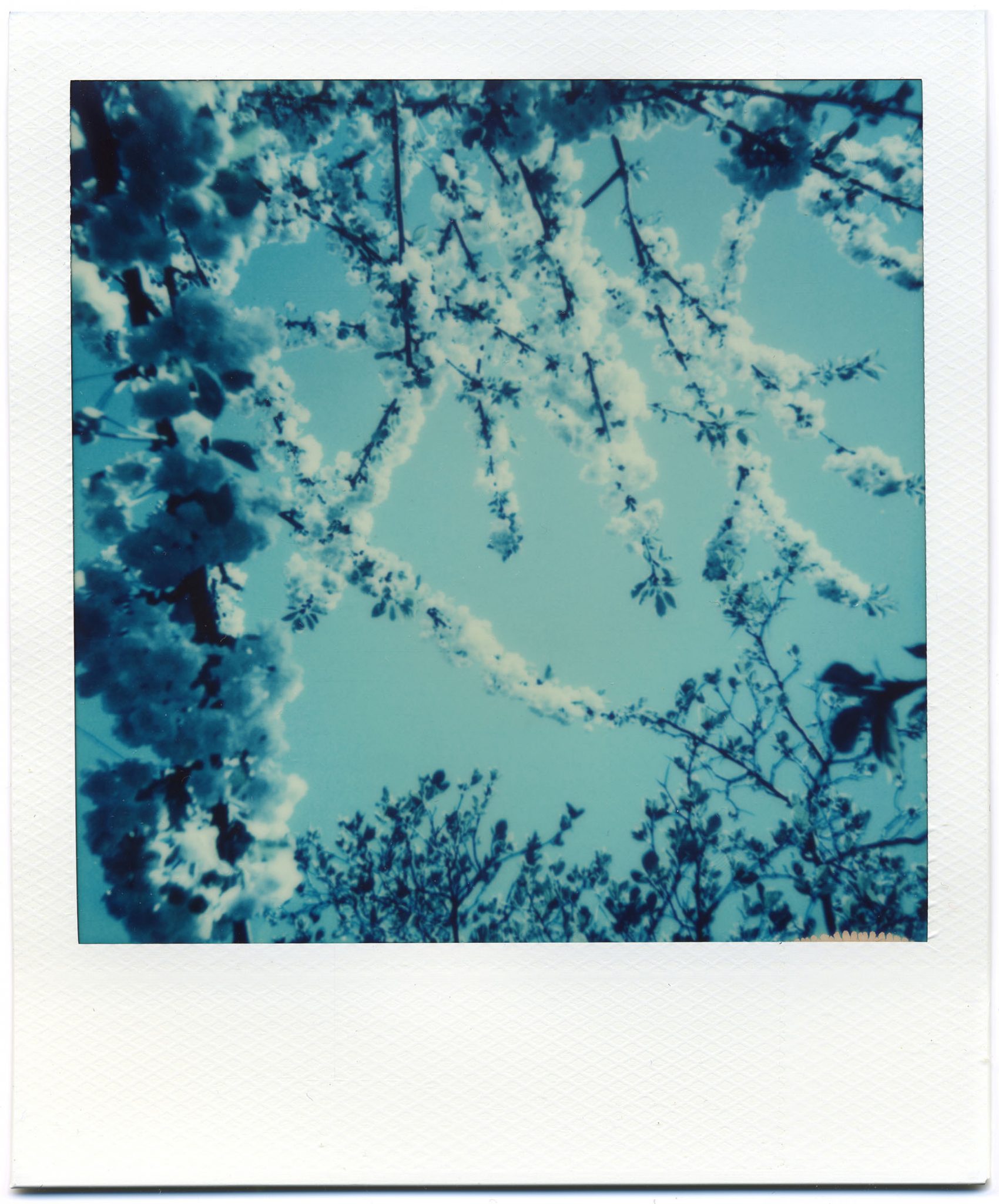 Polaroid Blue 600 Film Review - Parallax Photographic Coop