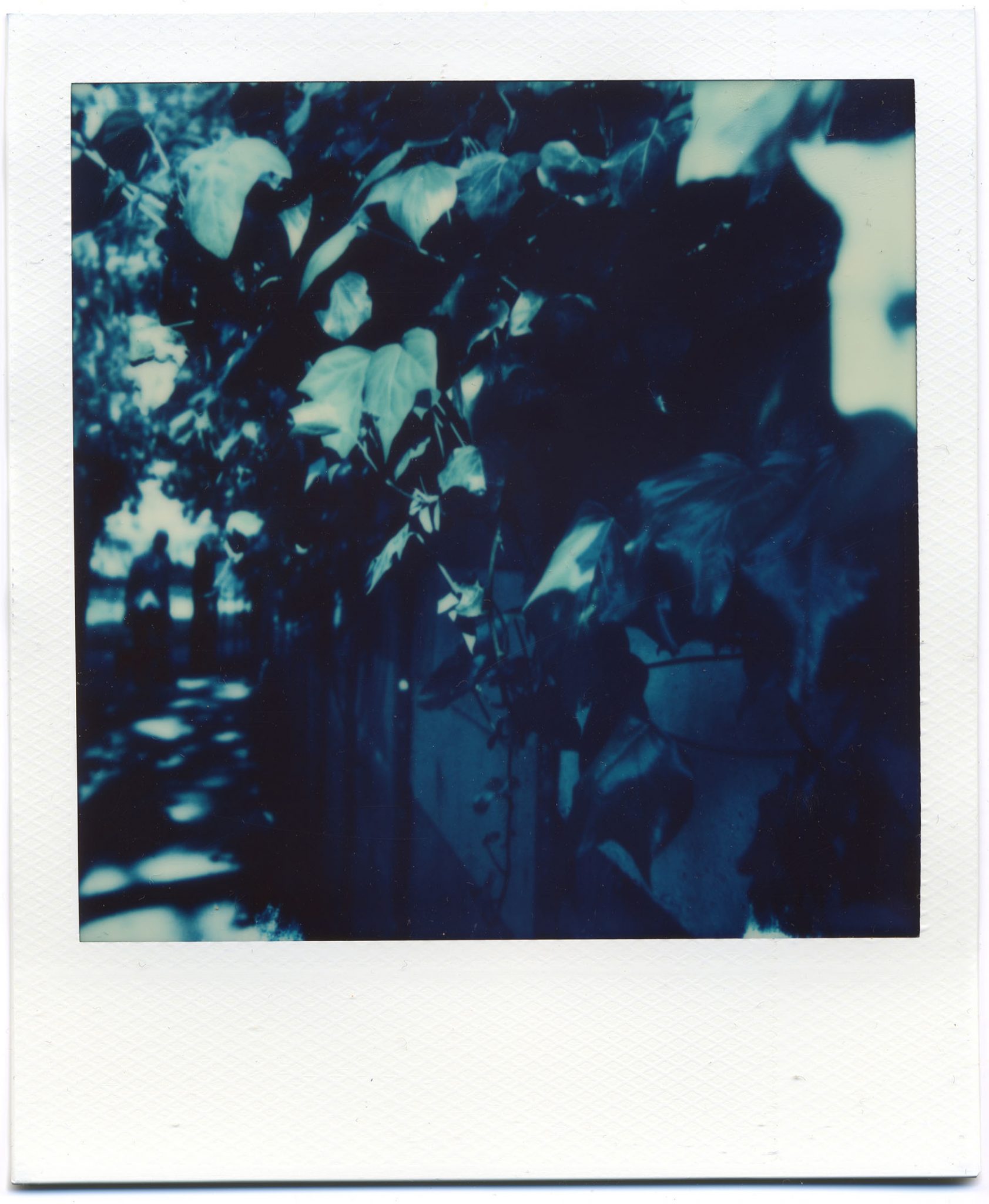 Polaroid Blue 600 Film Review - Parallax Photographic Coop