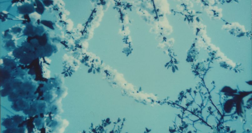 Polaroid Blue 600 Film Review - Parallax Photographic Coop